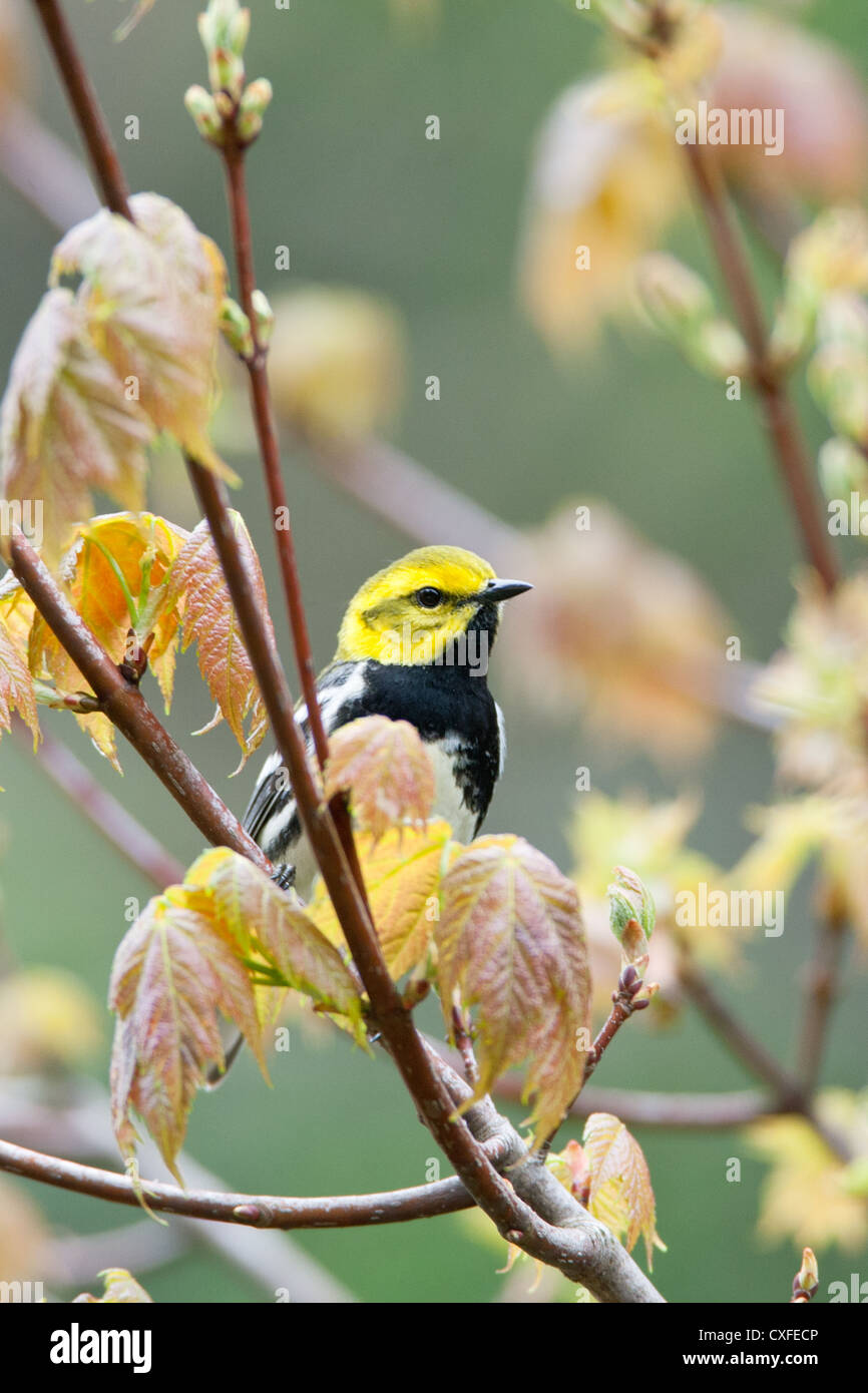 Black throated Green Warbler bird songbird perching in Maple Tree Stock ...