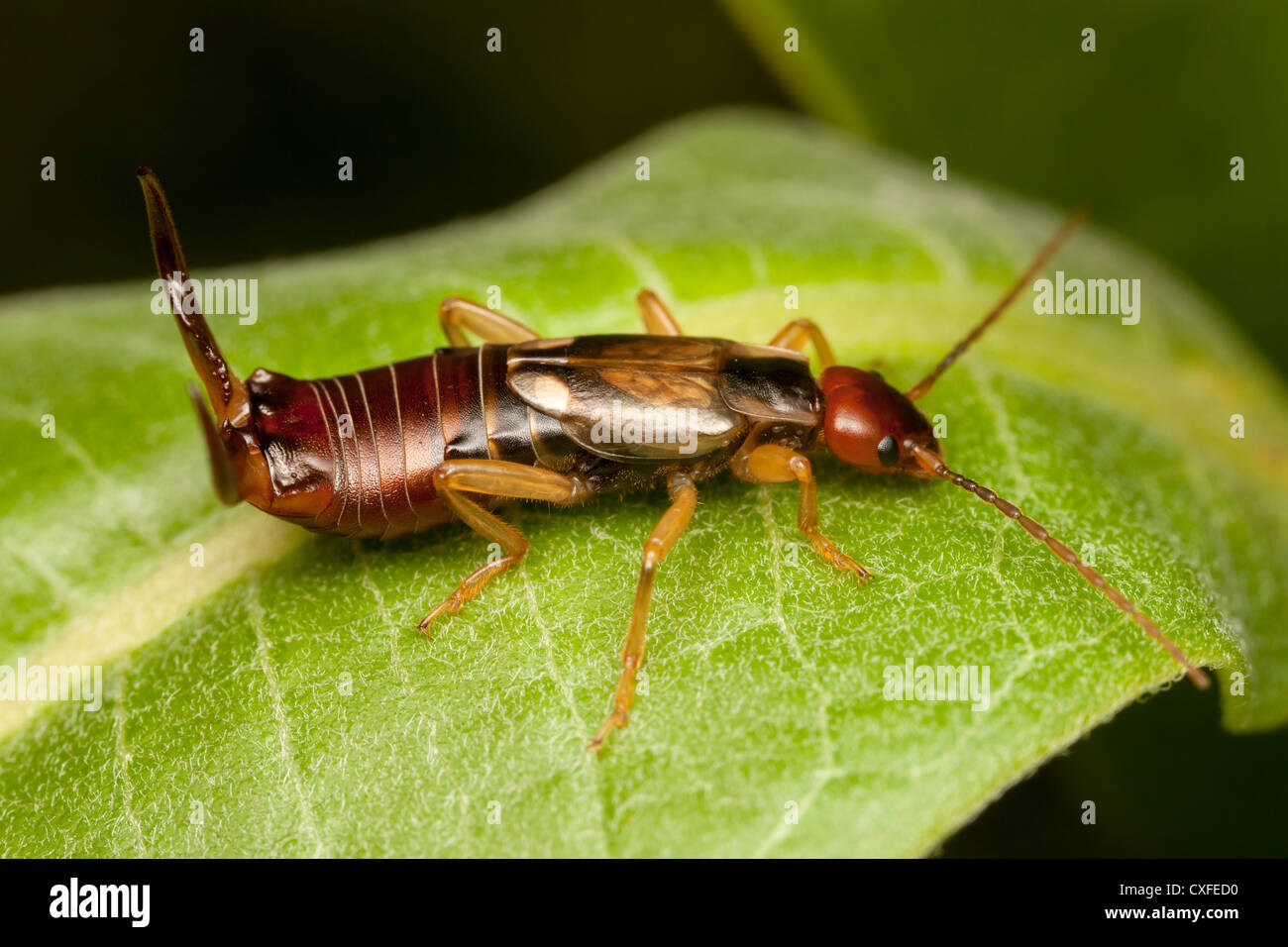 A male European Earwig (Forficula auricularia) on a Milkweed plant leaf ...
