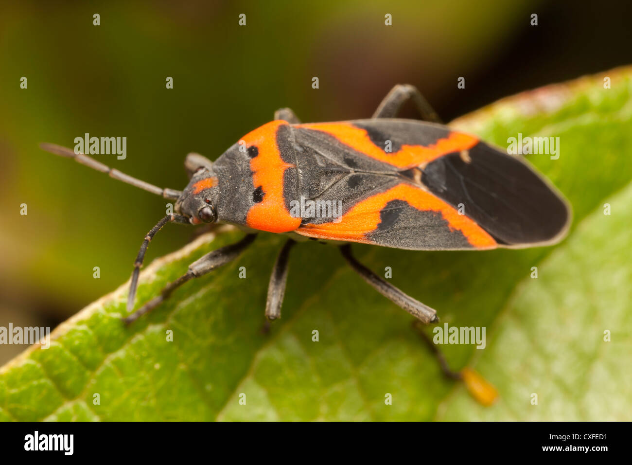 Small Milkweed Bug (Lygaeus kalmii Stock Photo - Alamy