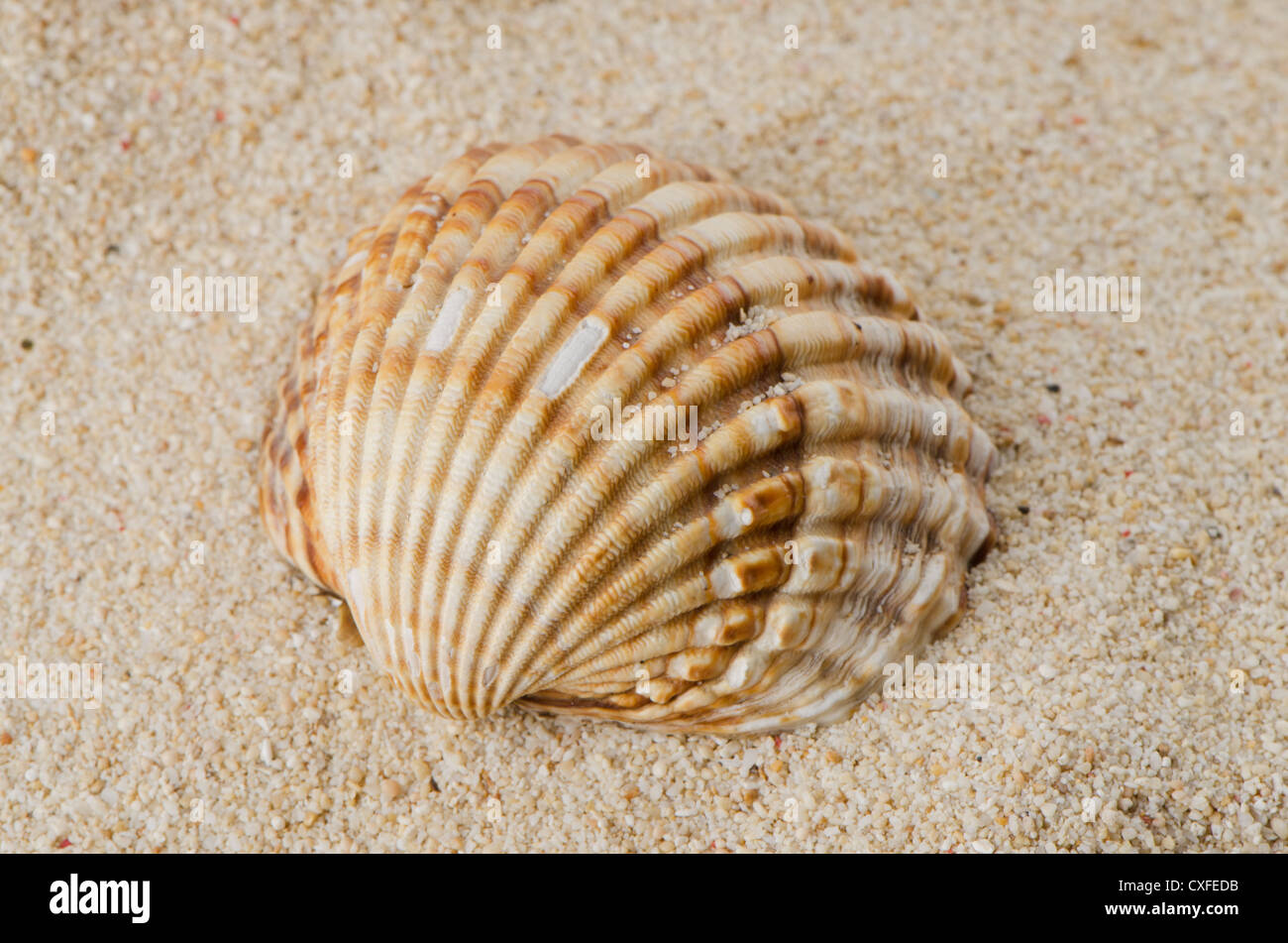 Sea shell on the shore sand background Stock Photo - Alamy