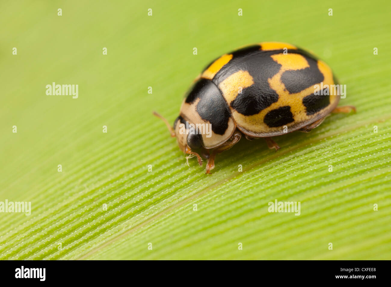 Fourteen spotted leaf beetle hi-res stock photography and images - Alamy