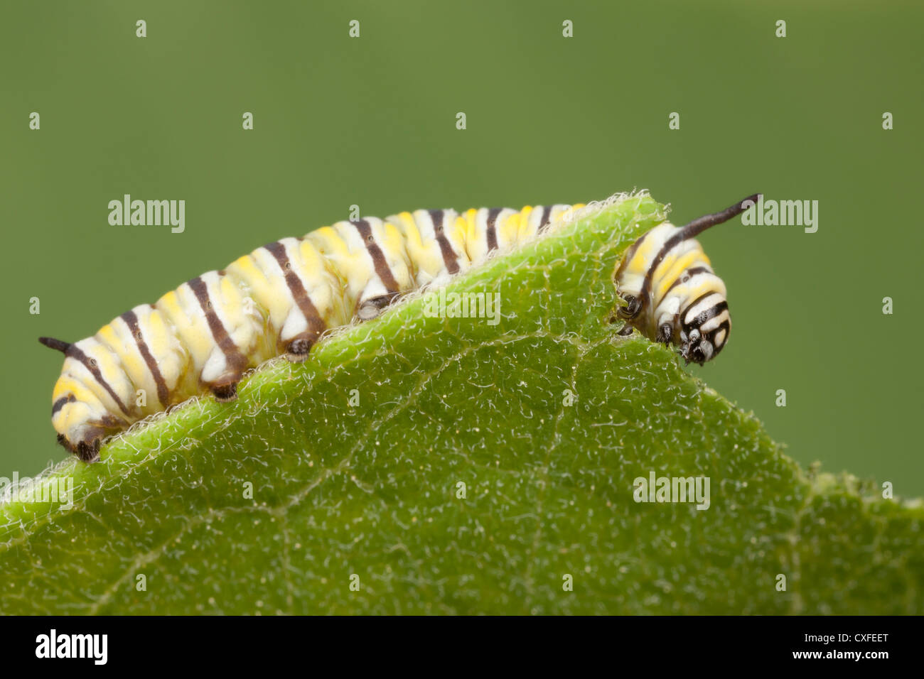 Monarch Butterfly (Danaus Plexippus) - Caterpillar (larva) 4th instar ...