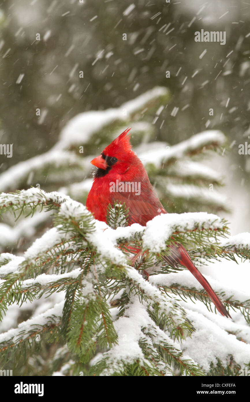Northern Cardinal in Winter Snow perching bird songbird vertical Stock ...