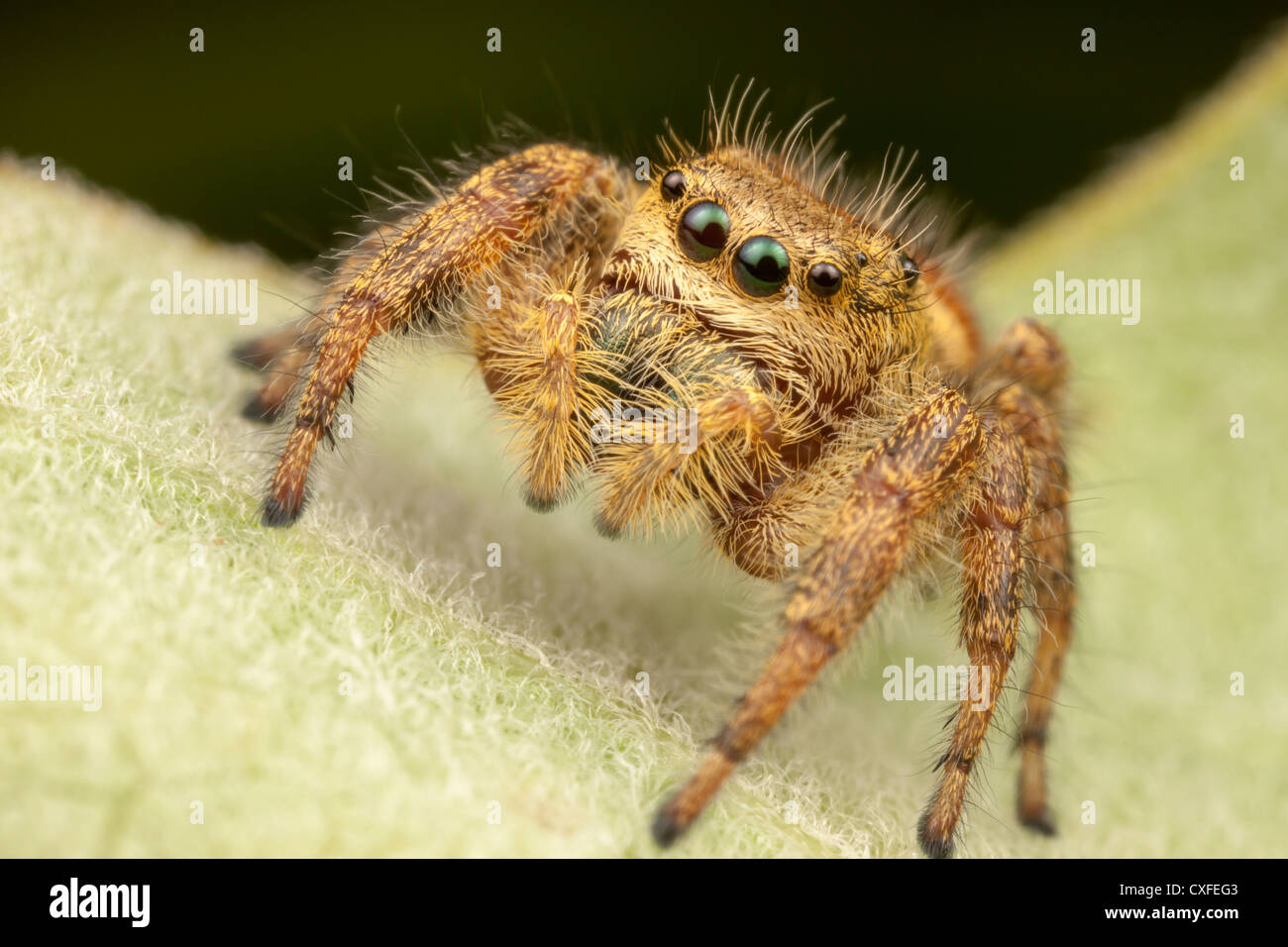 Phidippus cardinalis hi-res stock photography and images - Alamy