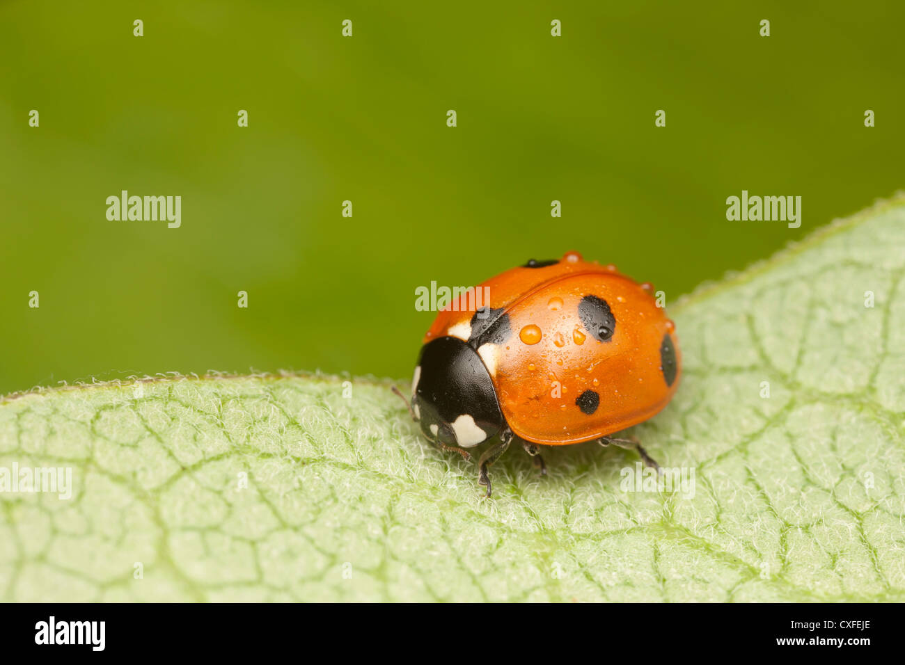Seven Spotted Lady Bug High Resolution Stock Photography and Images - Alamy