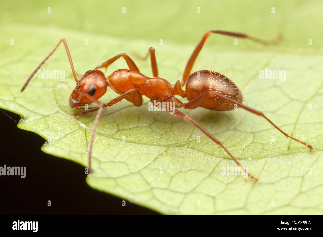 A Formicine Ant (Formica incerta) explores a leaf Stock Photo - Alamy