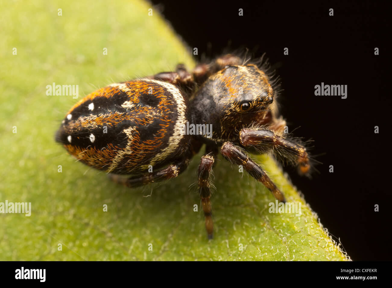 Jumping Spider (Phidippus clarus) - Immature Female Stock Photo - Alamy