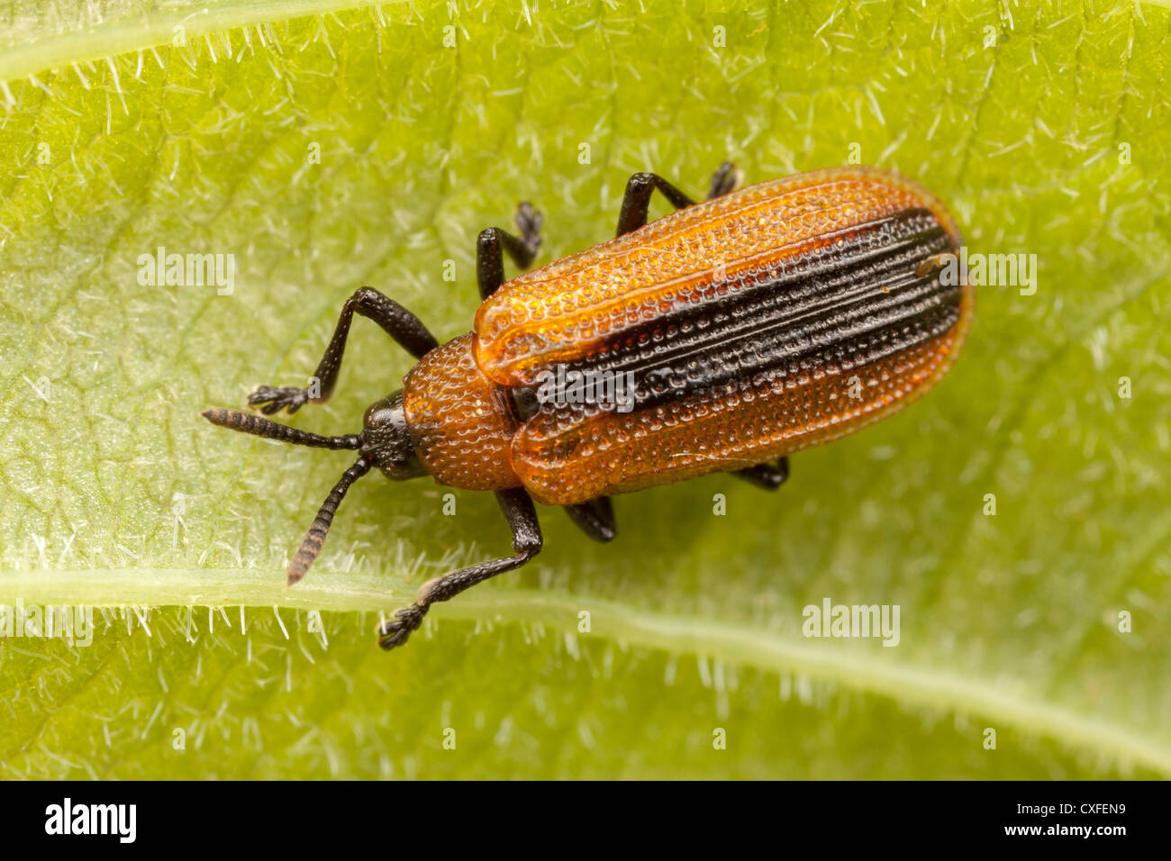 Locust Leaf Miner (Odontota dorsalis Stock Photo - Alamy