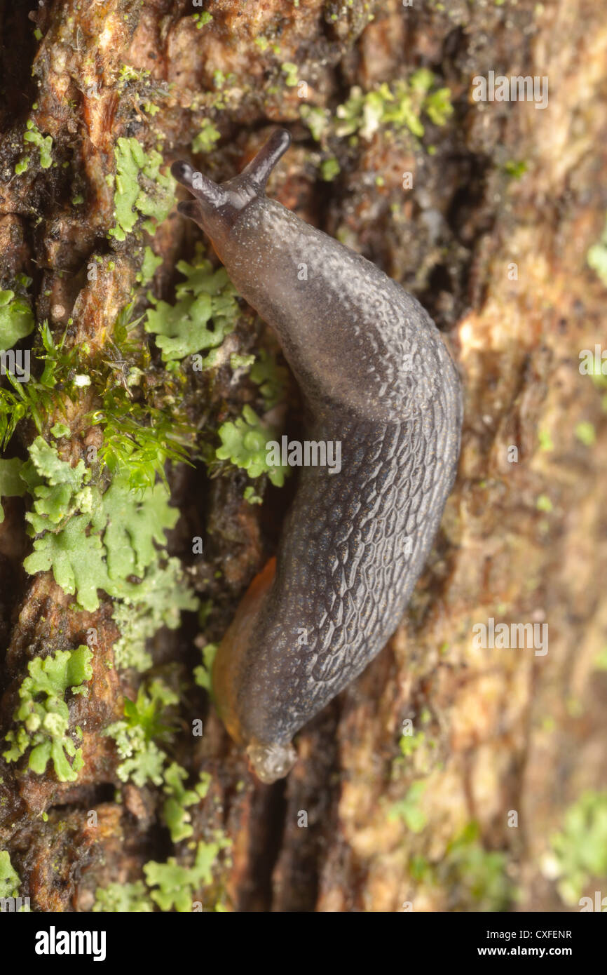 An immature Garden Slug (Arion hortensis) moves up a lichen covered ...