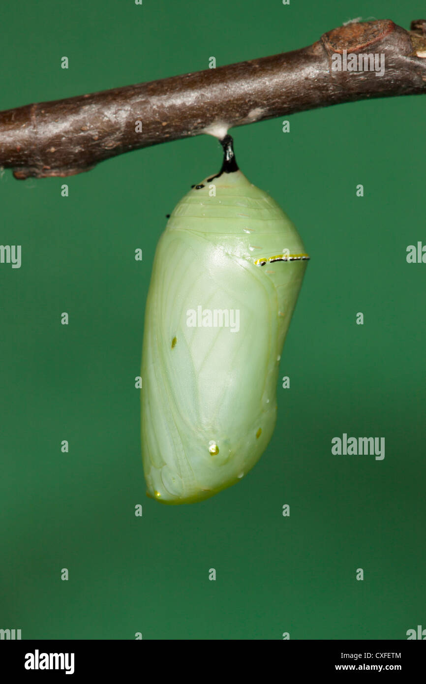 A Monarch Butterfly (Danaus plexippus) chrysalis (pupa) approximately 1 ...