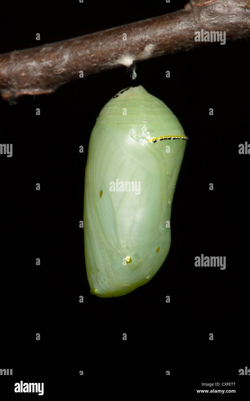A Monarch Butterfly (Danaus plexippus) chrysalis (pupa) approximately 1 ...