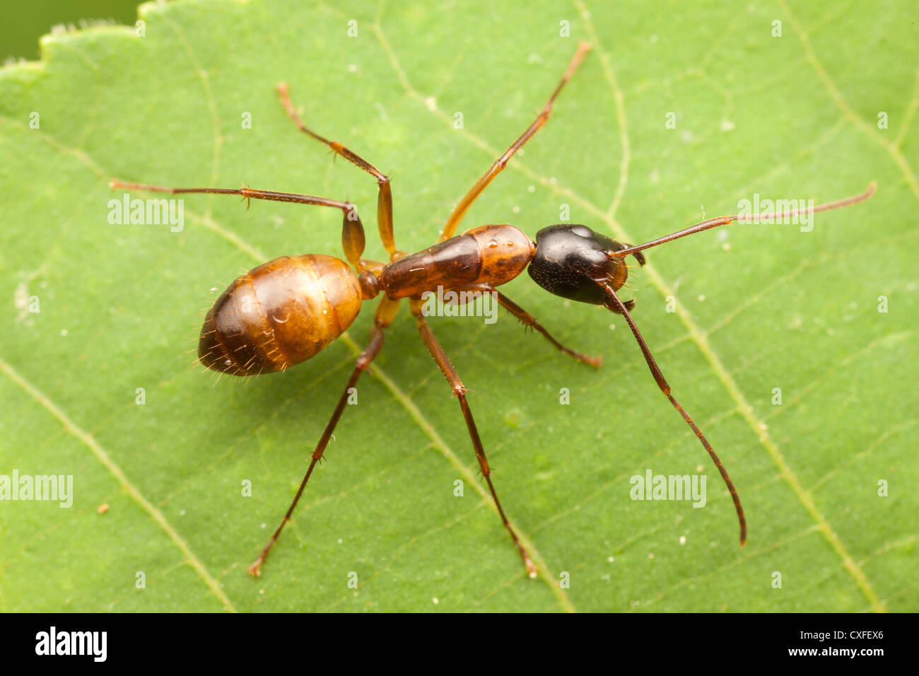 A Carpenter Ant (Camponotus americanus) perches on a leaf Stock Photo ...