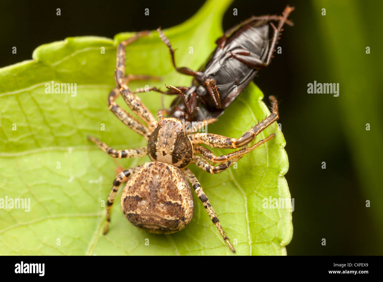Giant Crab Spider On Trash Can