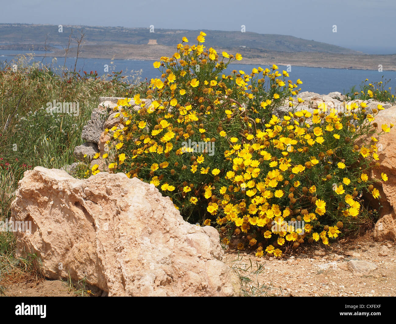 Close up shot yellow daisies field hi-res stock photography and images ...