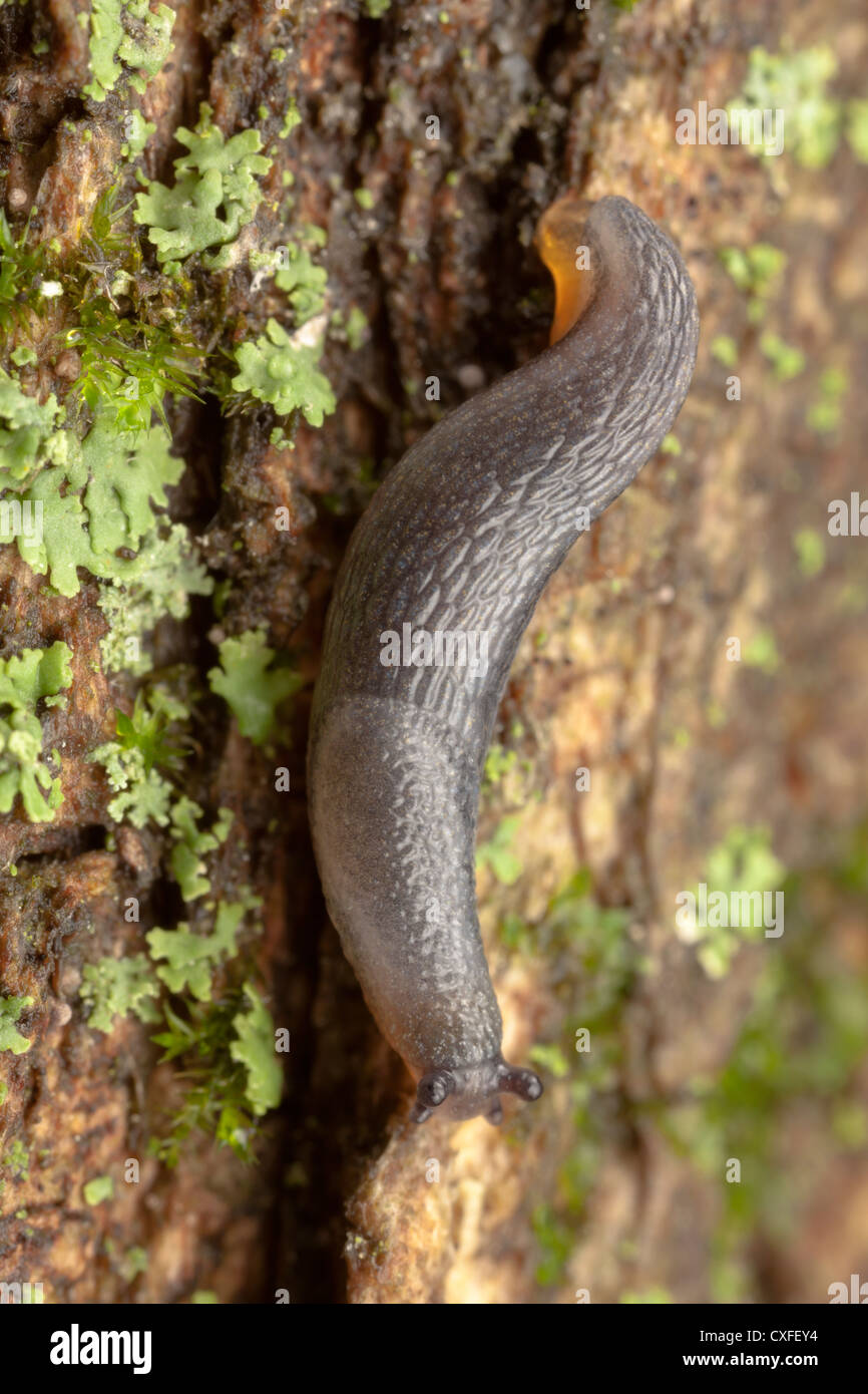 An immature Garden Slug (Arion hortensis) moves down a lichen covered ...