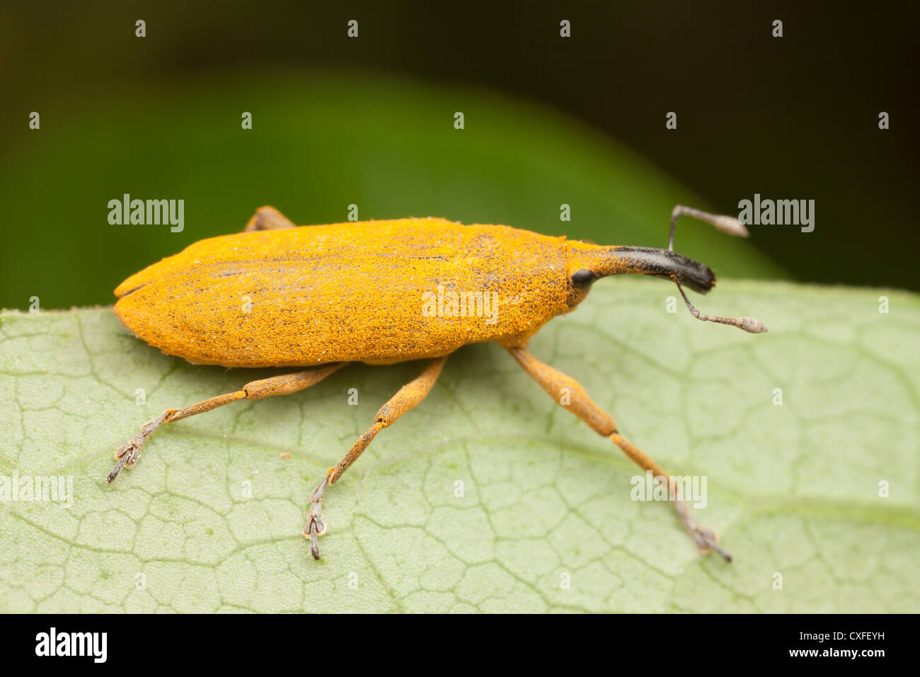 A Rhubarb Weevil (Lixus concavus) on a leaf Stock Photo - Alamy
