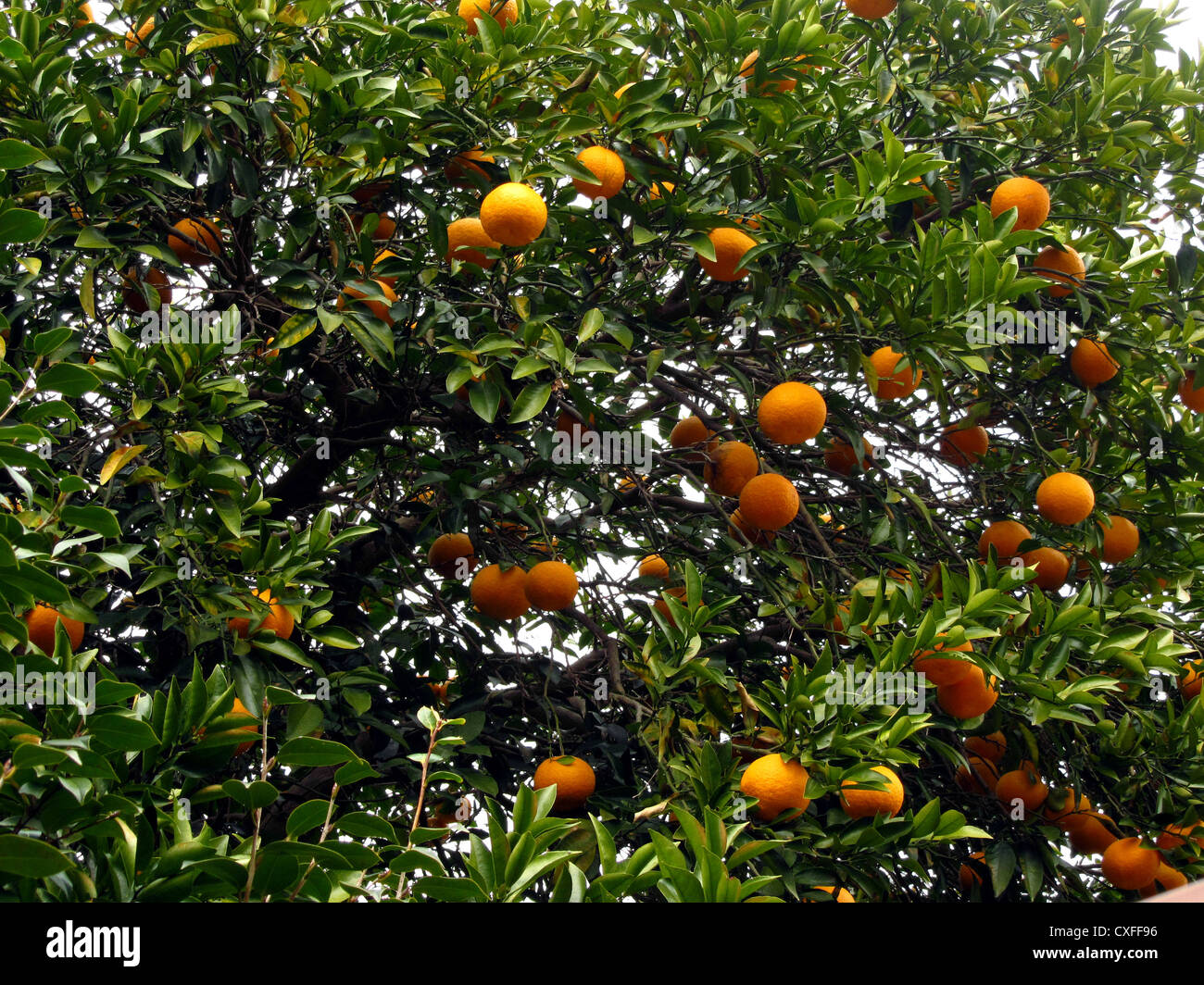 Full grown oranges hi-res stock photography and images - Alamy