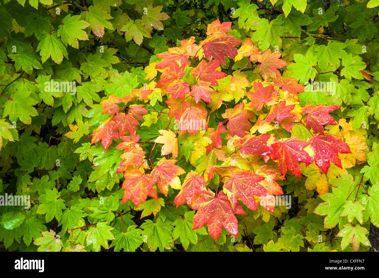 Vine Maple with fall color; Aufderheide Drive, Willamette National ...