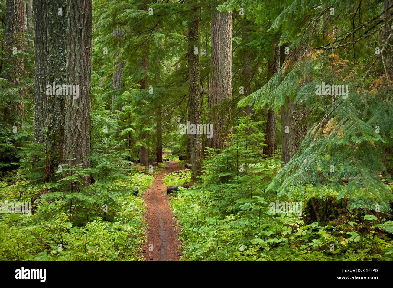 McKenzie River National Recreation Trail near Clear Lake, Willamette ...