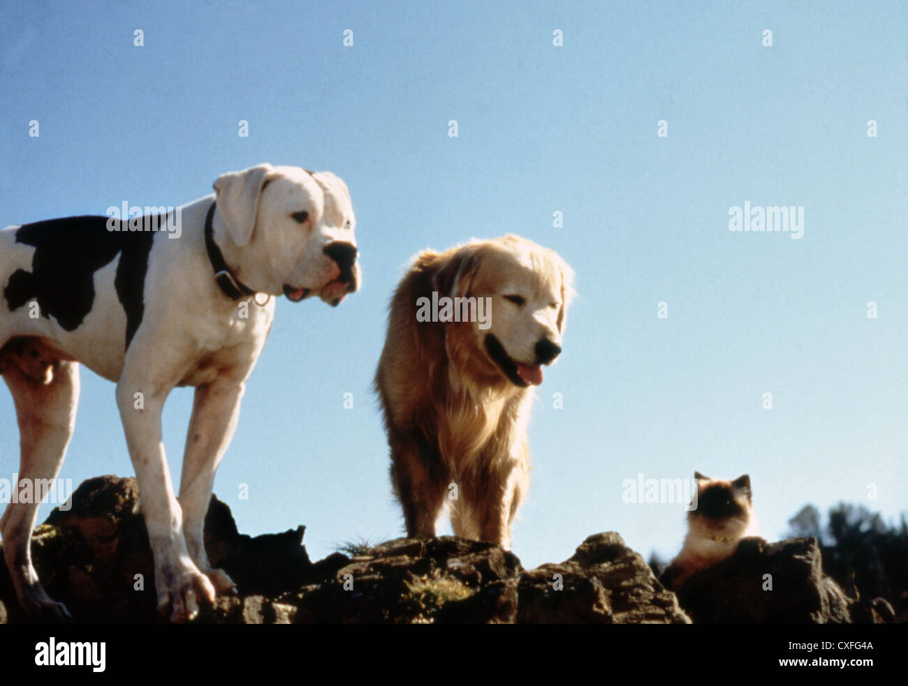 Homeward Bound Part 3