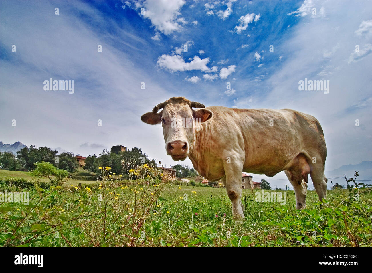 cow in a meadow Picos de Europa Cantabria Spain vaca en un prado picos ...