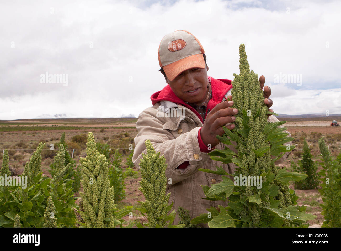 Quinua field hi-res stock photography and images - Alamy