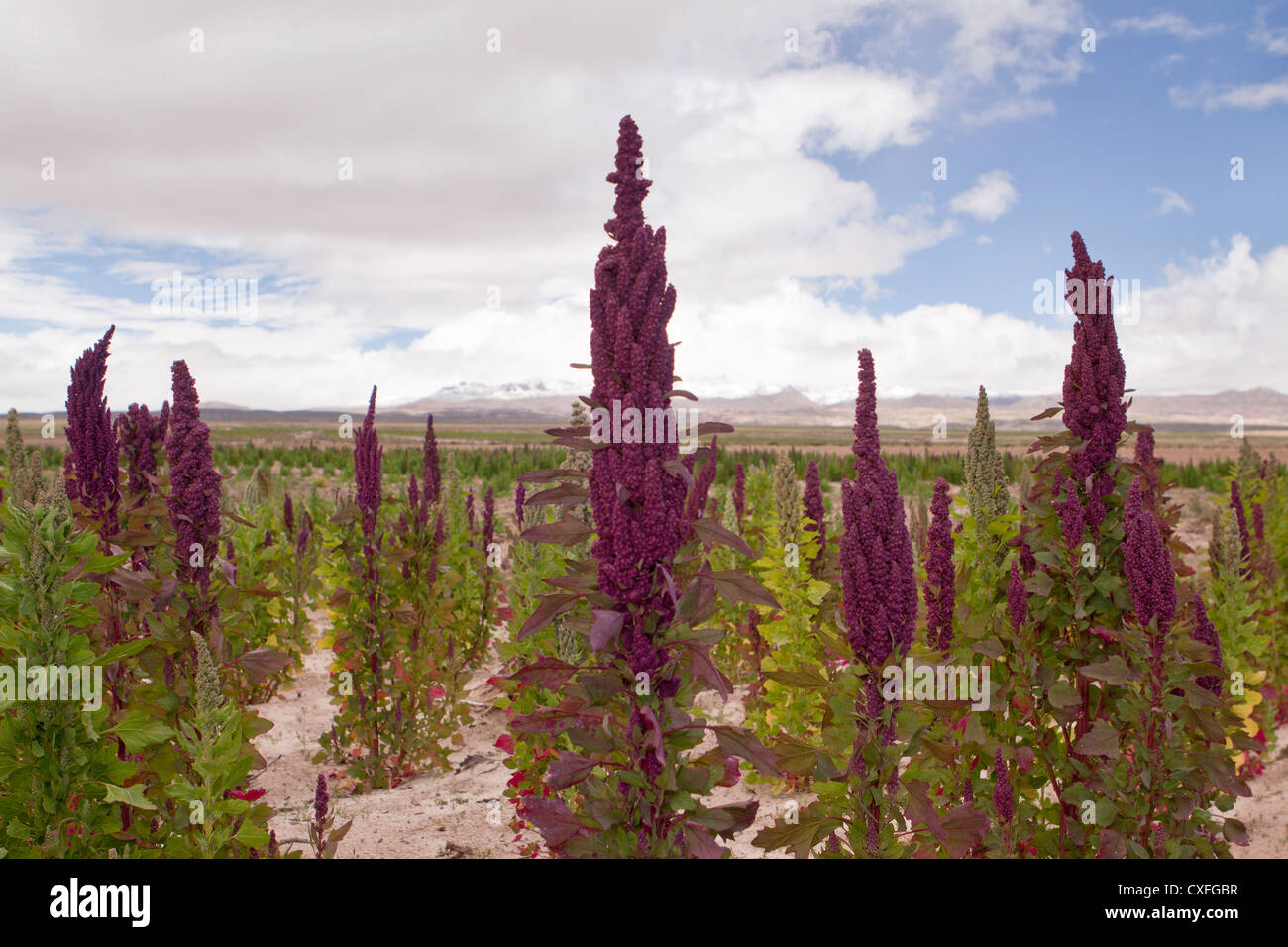 Quinoa Plant Origins