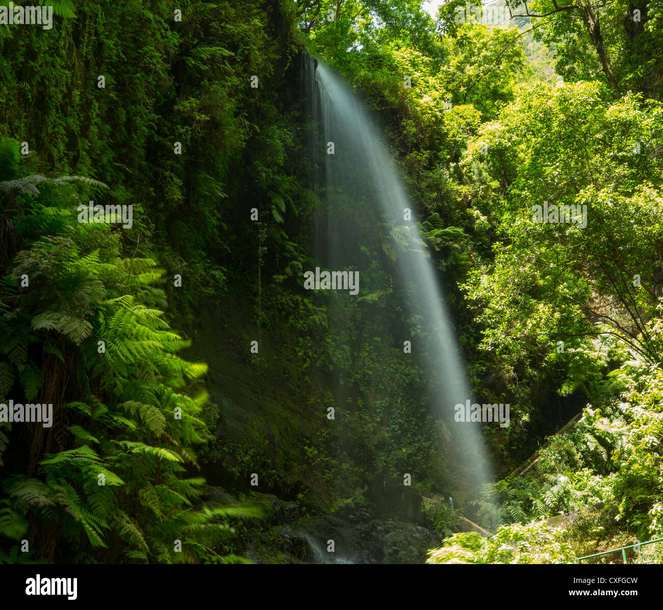 Los Tilos waterfall Laurisilva in La Palma laurel forest at Canary ...