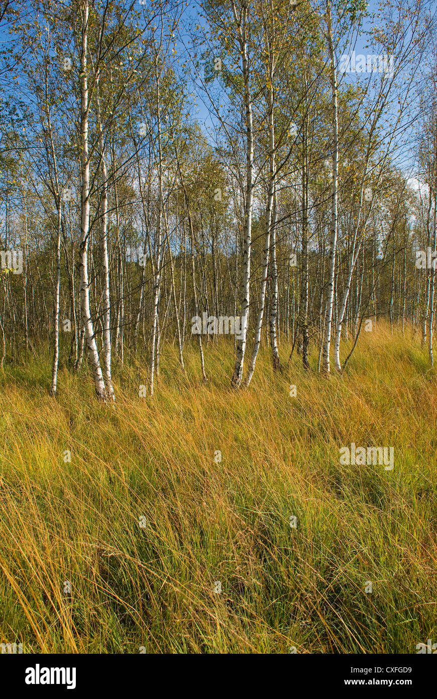 swamp birch forest Stock Photo - Alamy