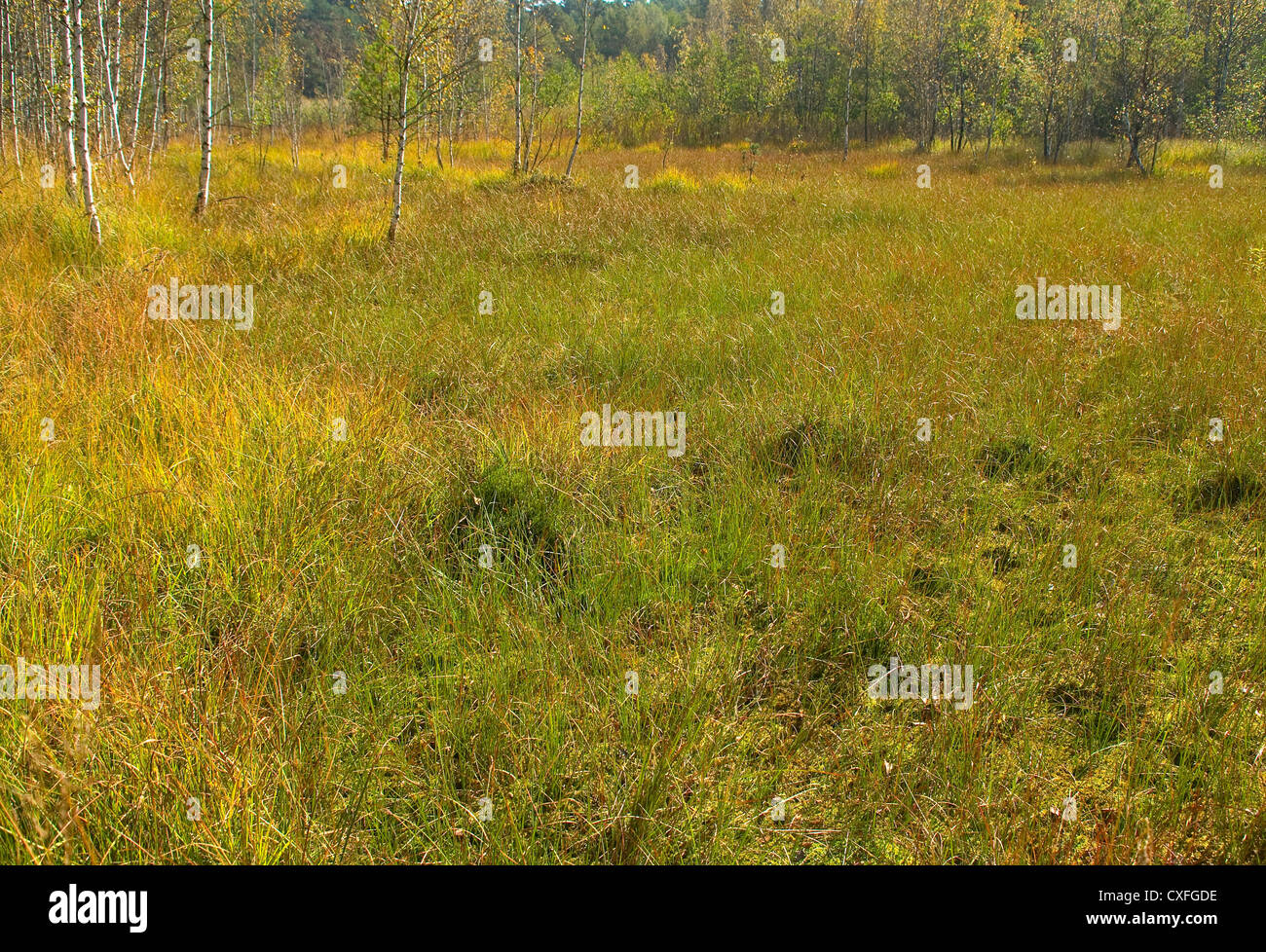 Swamp moss hi-res stock photography and images - Alamy