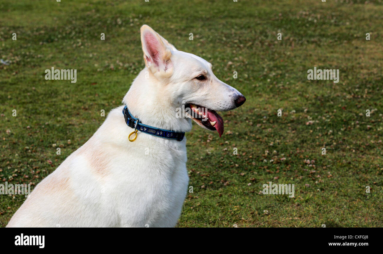 Rare purebred White Swiss Sheppard at The tenth annual Gold Coast Pet ...