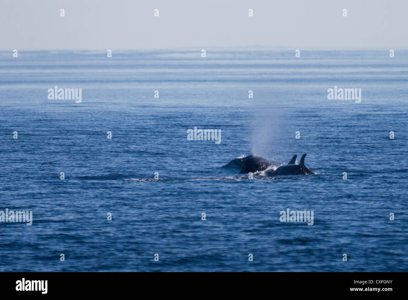 Orca orcinus orca spouting hi-res stock photography and images - Alamy
