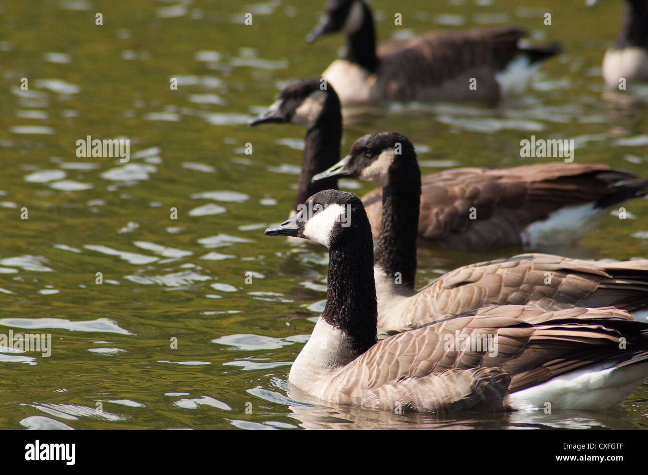 Five bird formation hi-res stock photography and images - Alamy