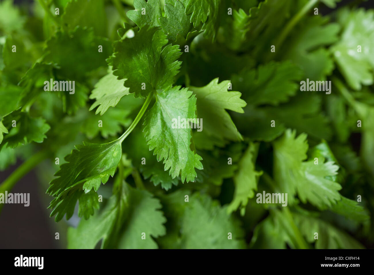 Cilantro closeup on dark table background Stock Photo - Alamy