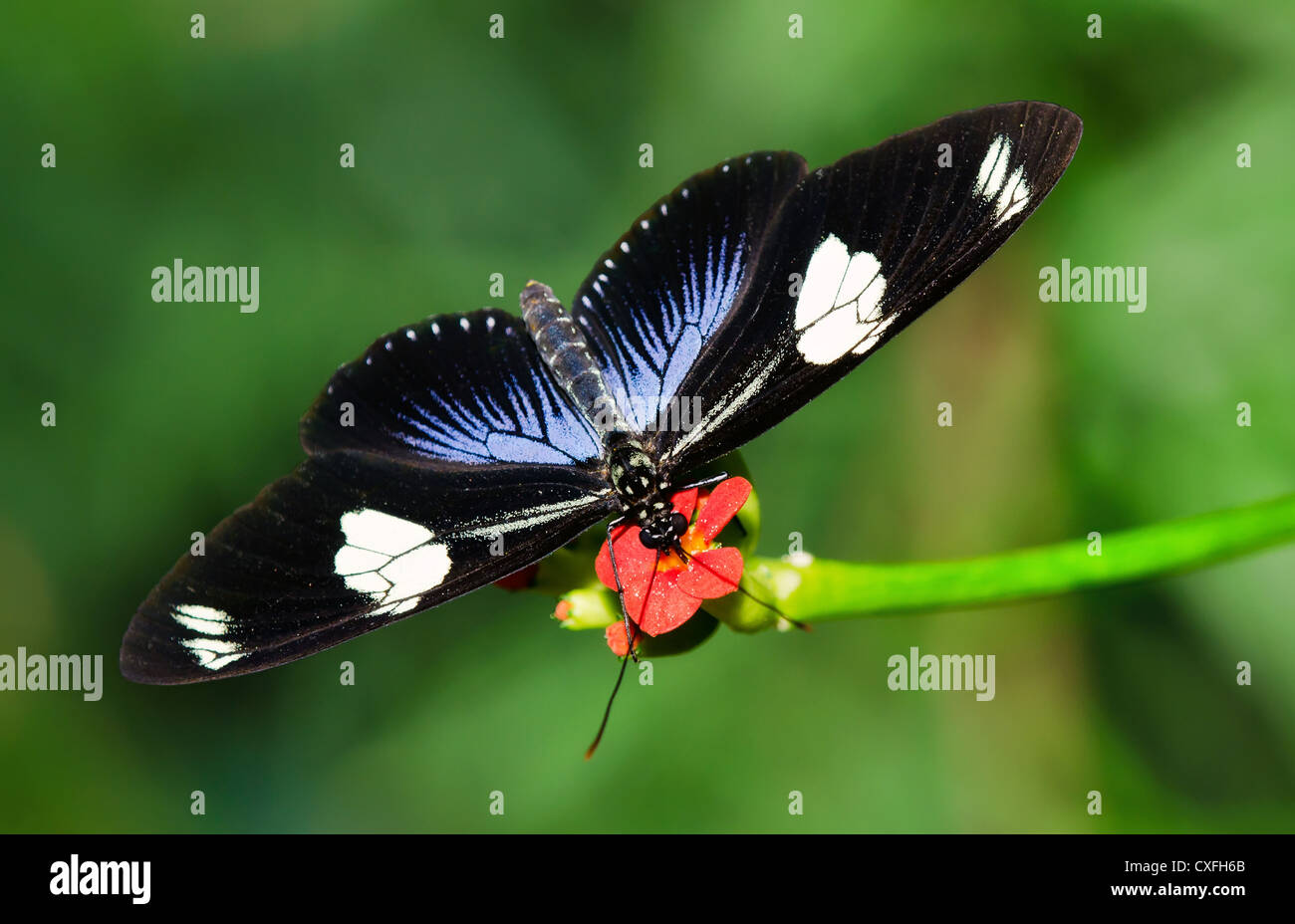 Doris Longwing butterfly (Heliconius Doris Stock Photo - Alamy