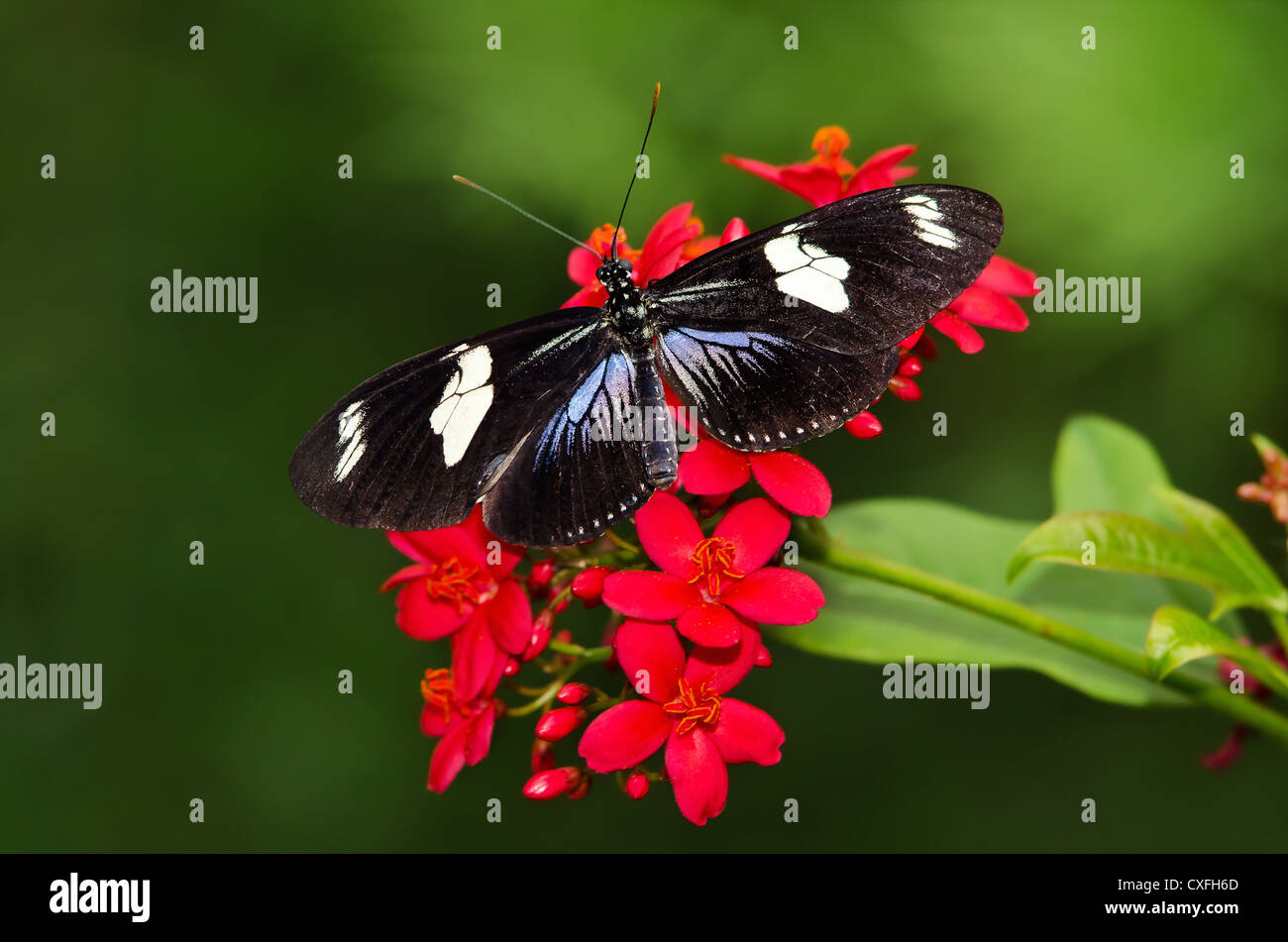 Blue heliconius butterfly hi-res stock photography and images - Alamy