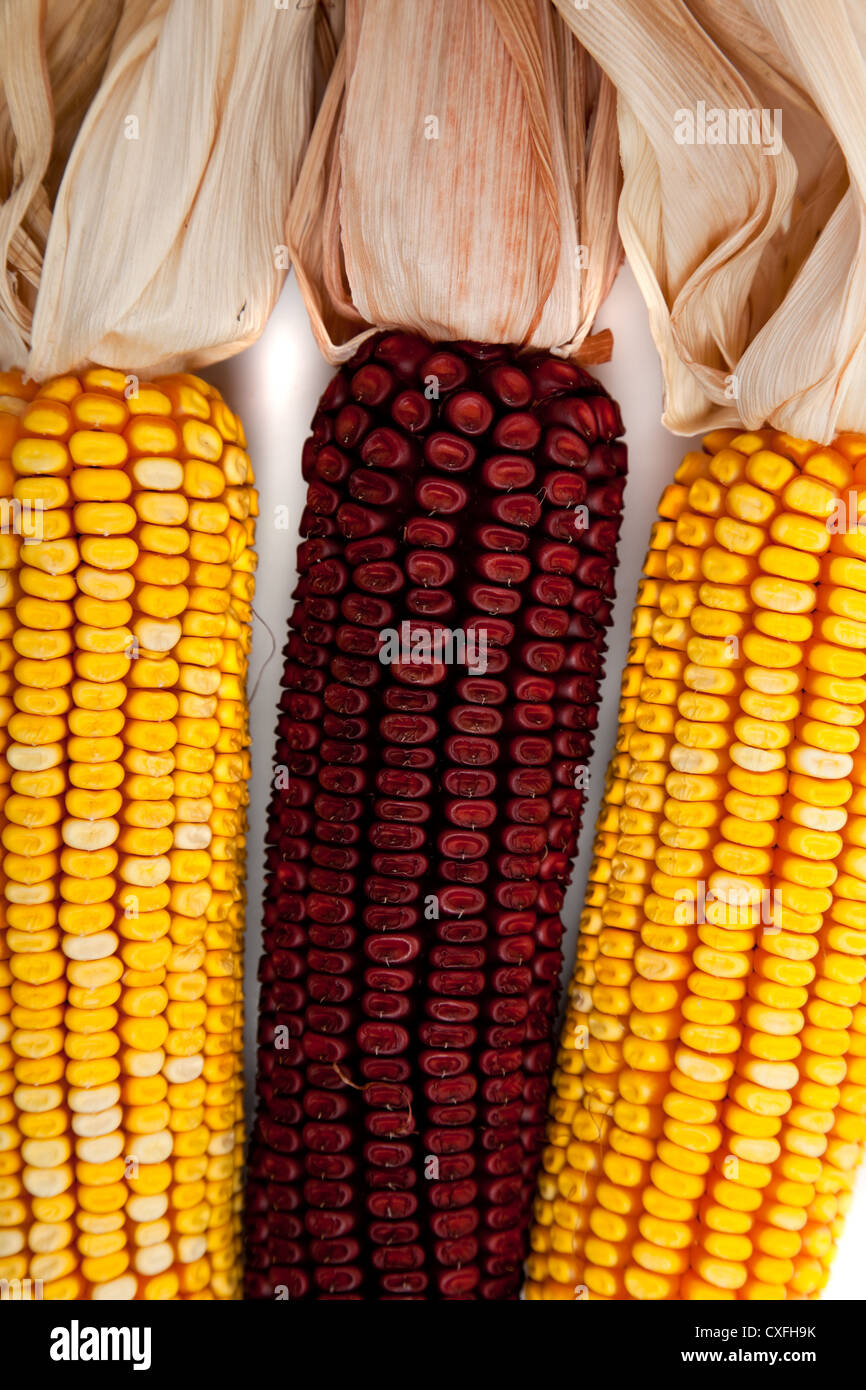 Indian sweet corn hi-res stock photography and images - Alamy