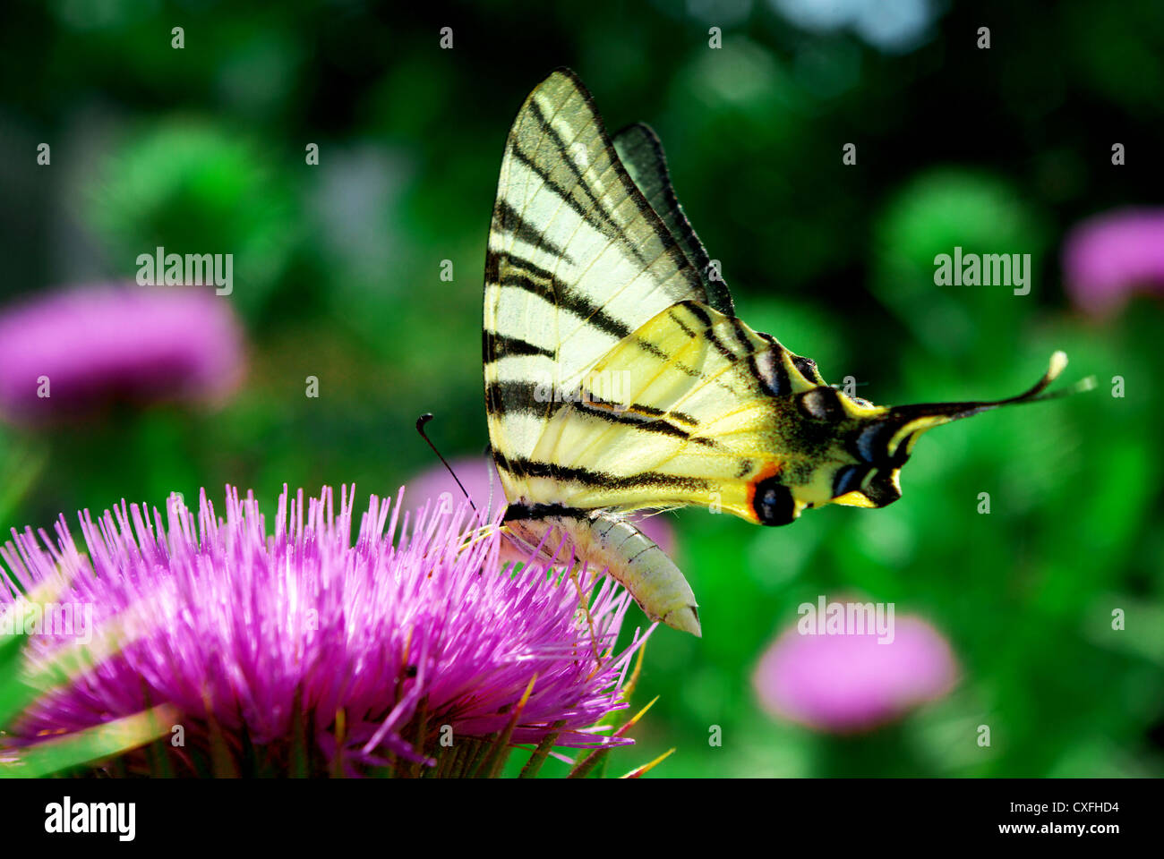 Butterfly sitting over flower hi-res stock photography and images - Alamy
