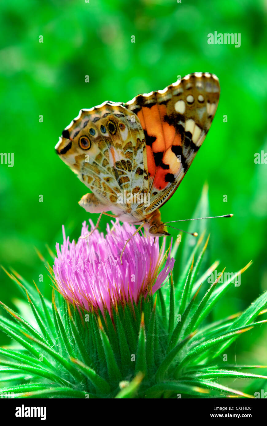 Butterfly sitting over flower hi-res stock photography and images - Alamy