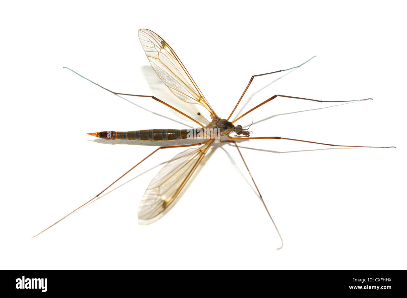 Isolated mosquito. Element of design Stock Photo - Alamy