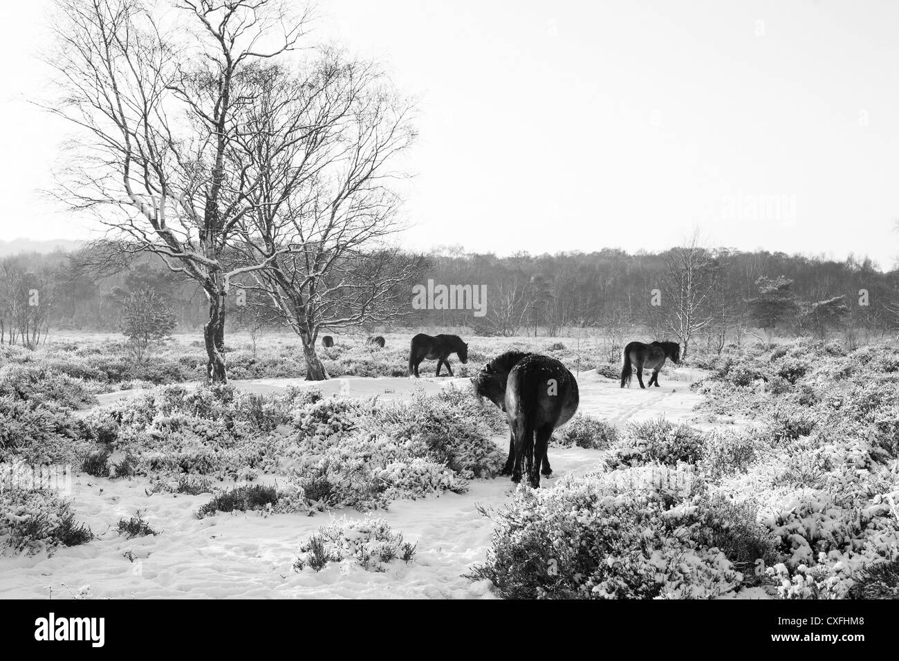 Sutton Coldfield park in snow Stock Photo - Alamy