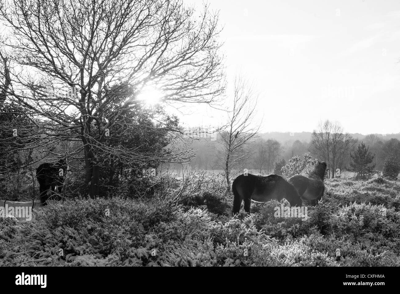 Sutton Coldfield park in snow Stock Photo - Alamy