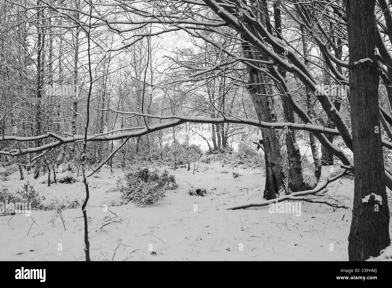 Sutton Coldfield park in snow Stock Photo - Alamy