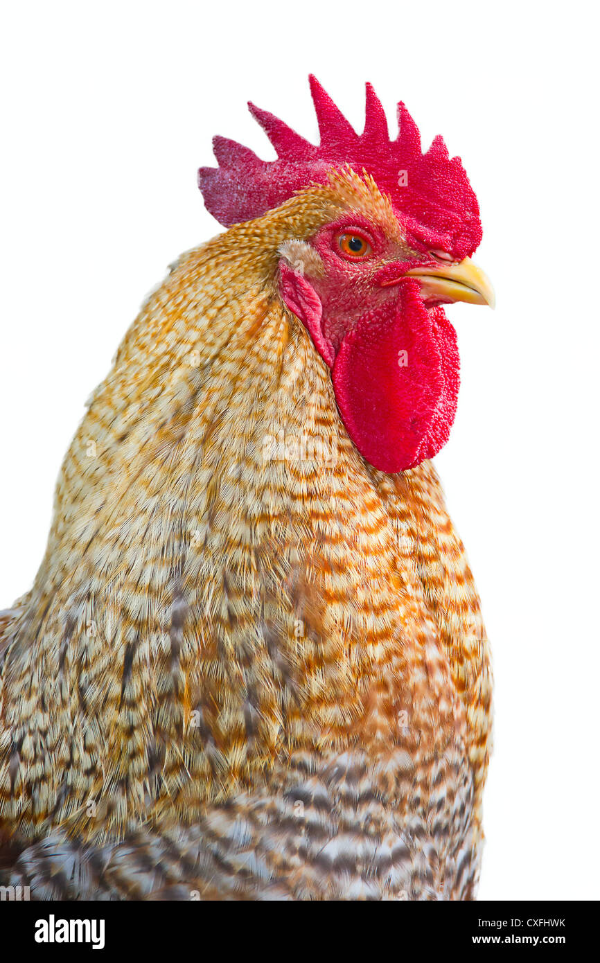 Colorful Rooster Head Isolated On White Stock Photo - Alamy