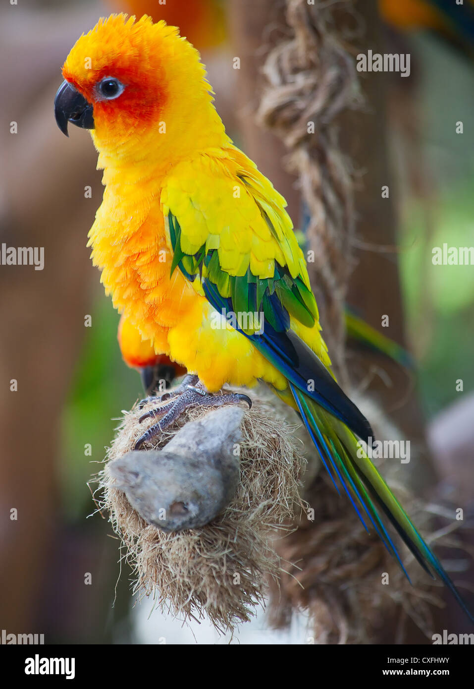 Solstitialis in aviary hi-res stock photography and images - Alamy