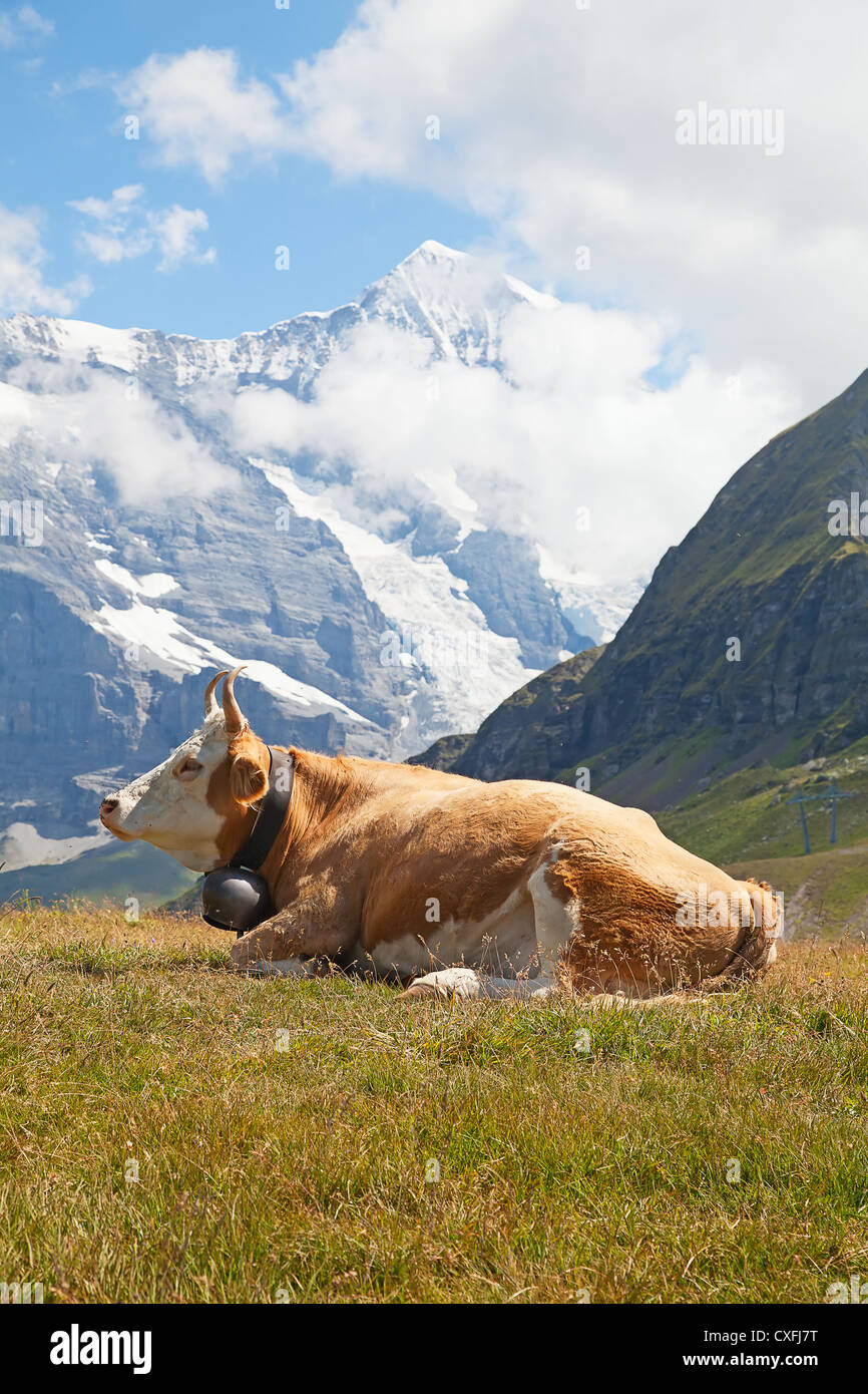 Swiss cow in the alps Stock Photo - Alamy