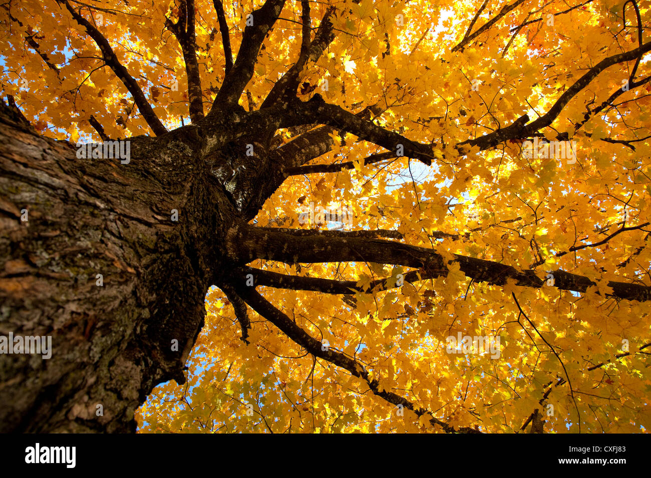 Looking up through a tree with the branches full of golden leaves Stock ...