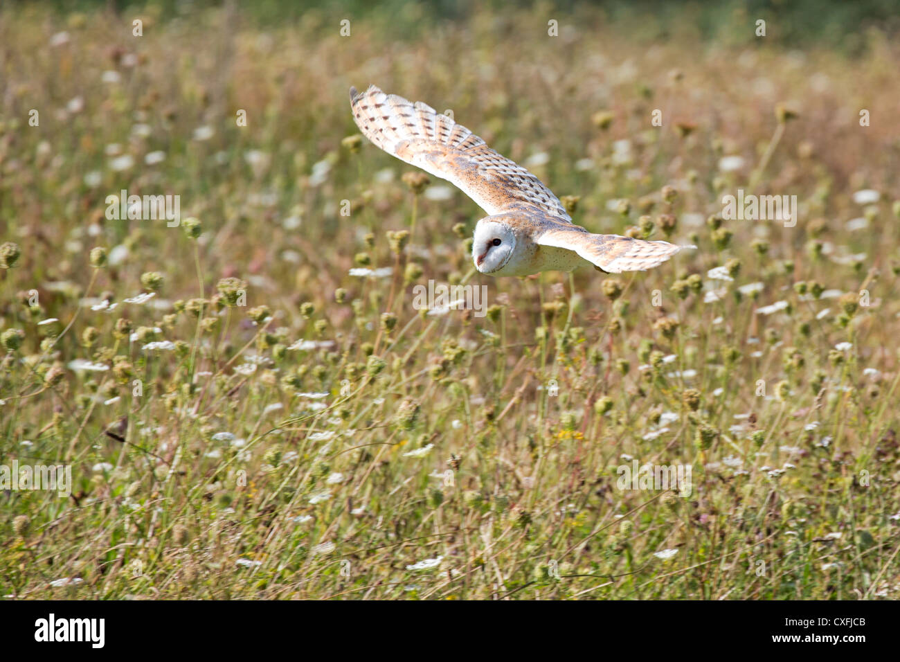 Barn Owl in flight Stock Photo - Alamy