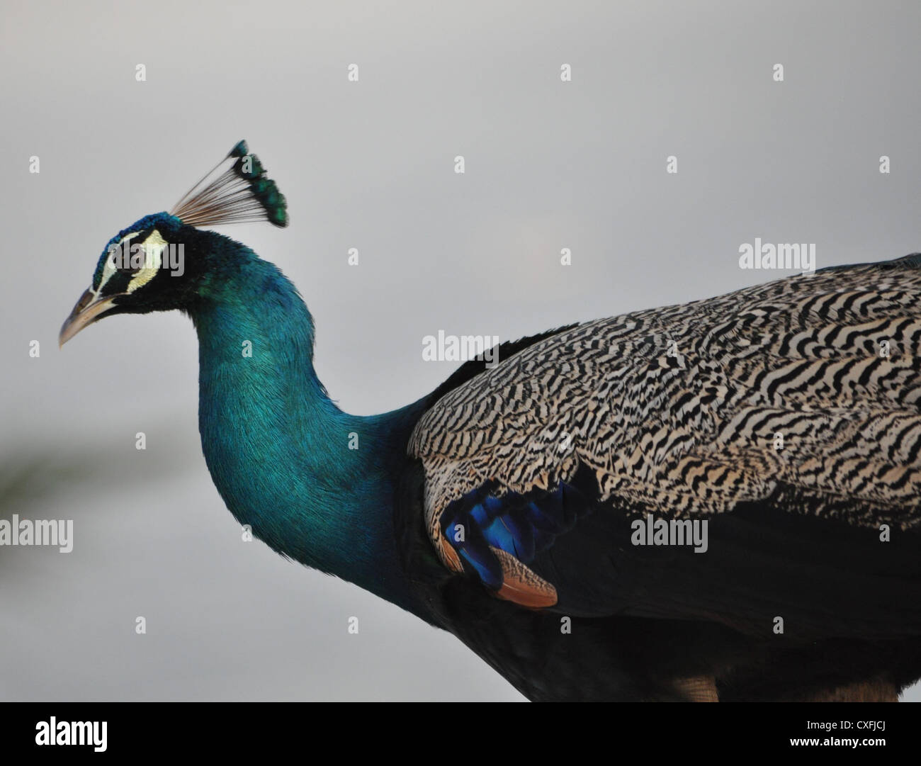A peacock in its natural surroundings Stock Photo - Alamy