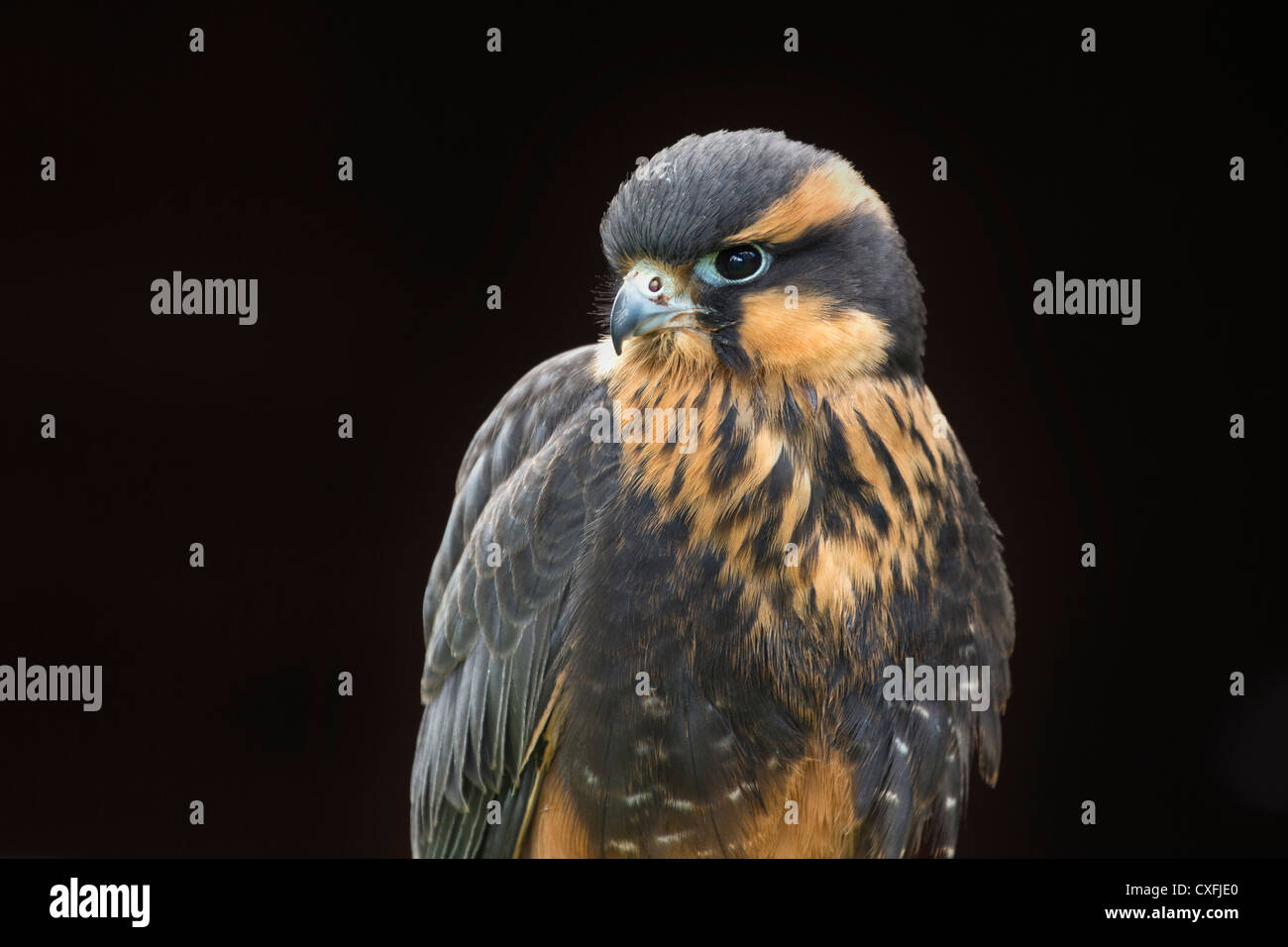 Aplomado Falcon, juvenile Stock Photo - Alamy